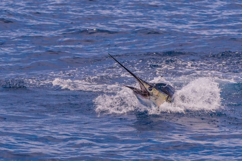Costa Rica Sailfish - Fishing Species - FECOP