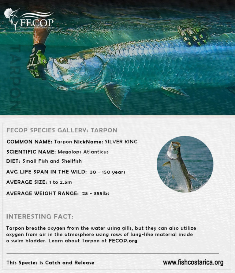 TOP 10 COOL FACTS ABOUT TARPON - FECOP TOP 10 COOL FACTS ABOUT TARPON - FECOP