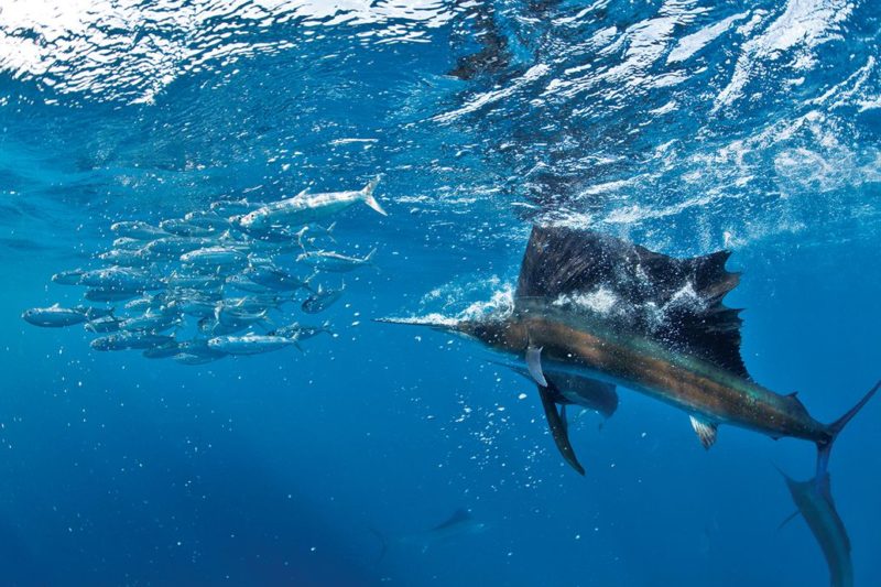 30 Sailfish Secrets Revealed - FECOP