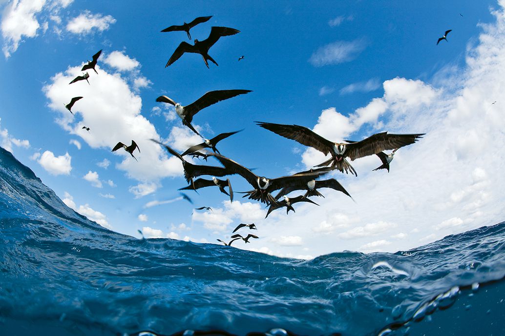 30 Sailfish Secrets Revealed - FECOP