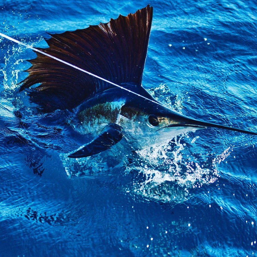 Yellow Flowering Trees Signal Peaking Sailfish Season - FECOP