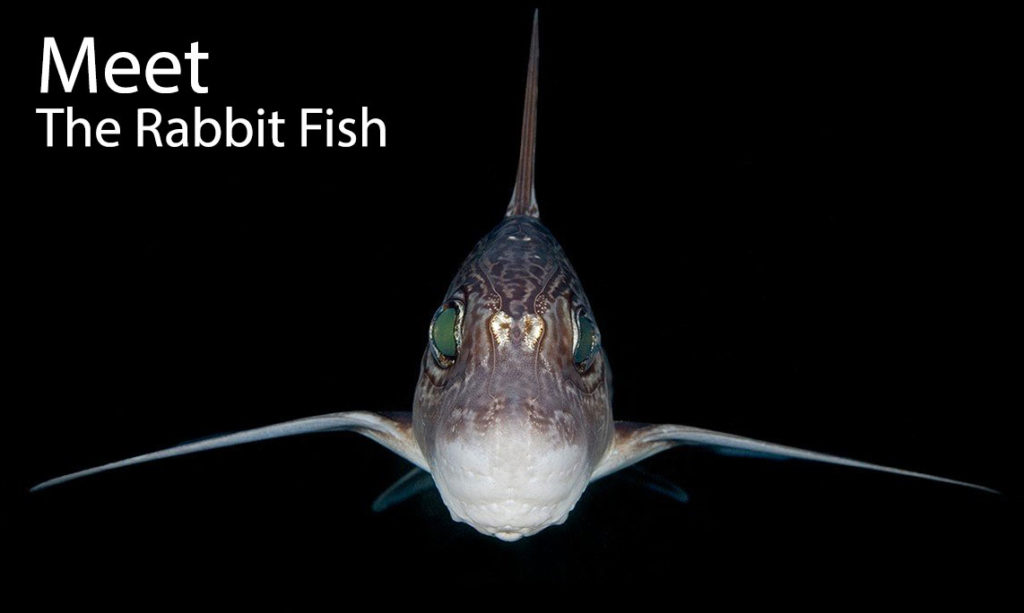 Happy Easter from FECOP - Meet The Rabbit Fish - FECOP