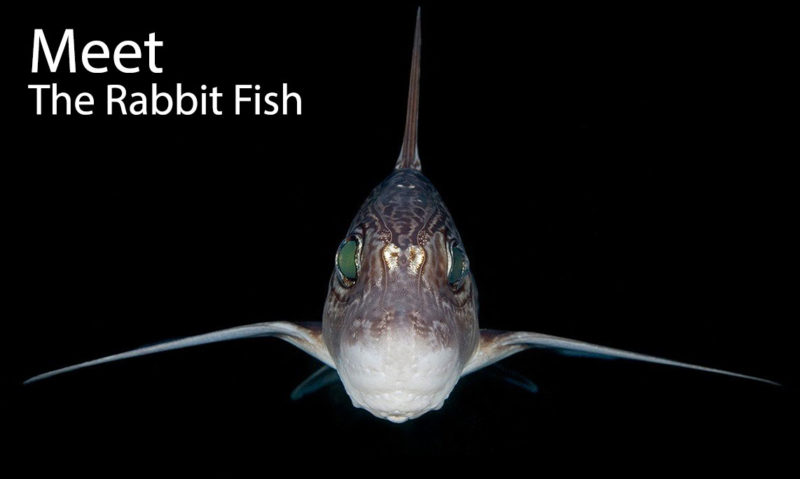 Happy Easter from FECOP - Meet The Rabbit Fish - FECOP