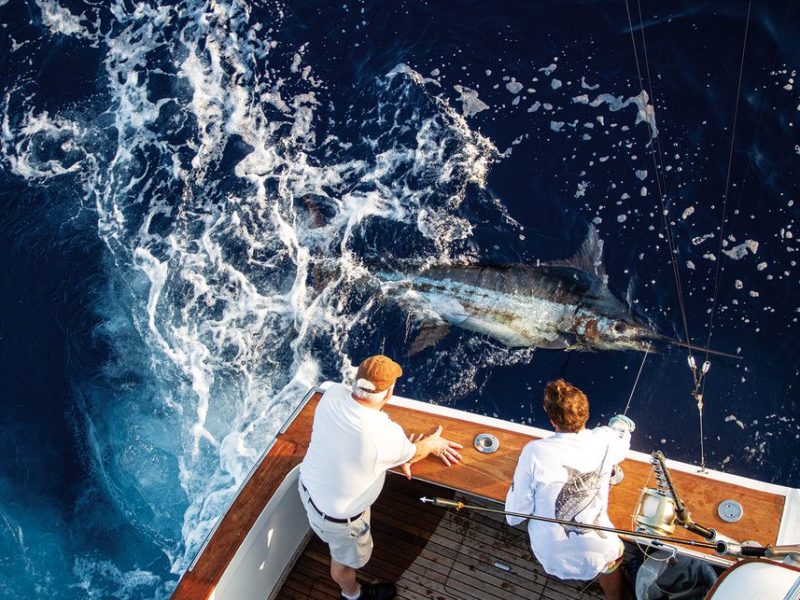 Marlin Fishing Tips – How to Work the Wire Like a Pro – FECOP