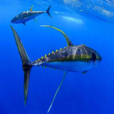 10 Tuna Fish Facts - Celebrating World Tuna Day 2022 - FECOP