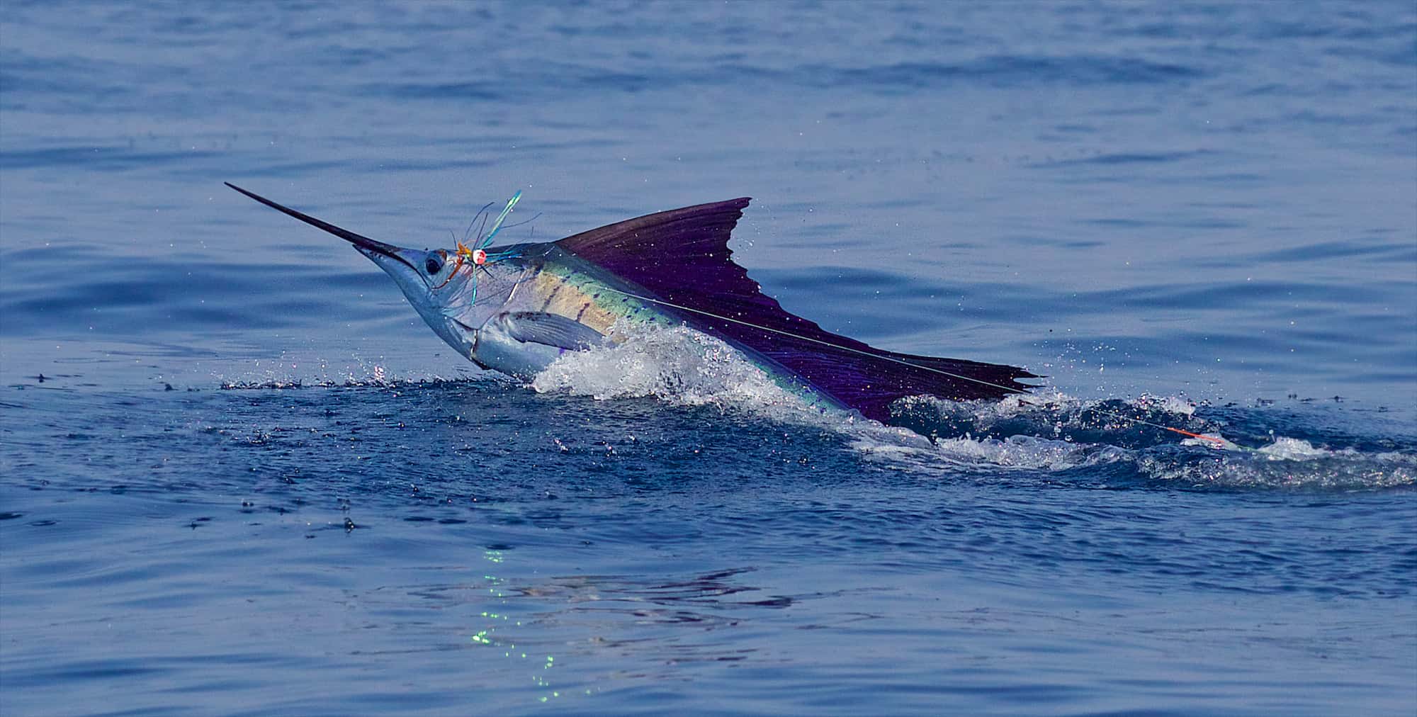 Blooms of Yellow in Trees Signal Sailfish Season is Approaching in ...